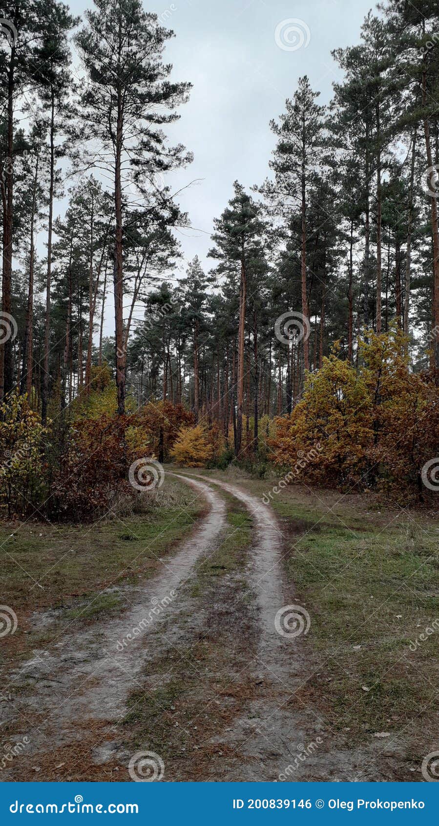 Landscape Road on the Background of Forest and Trees Stock Photo ...