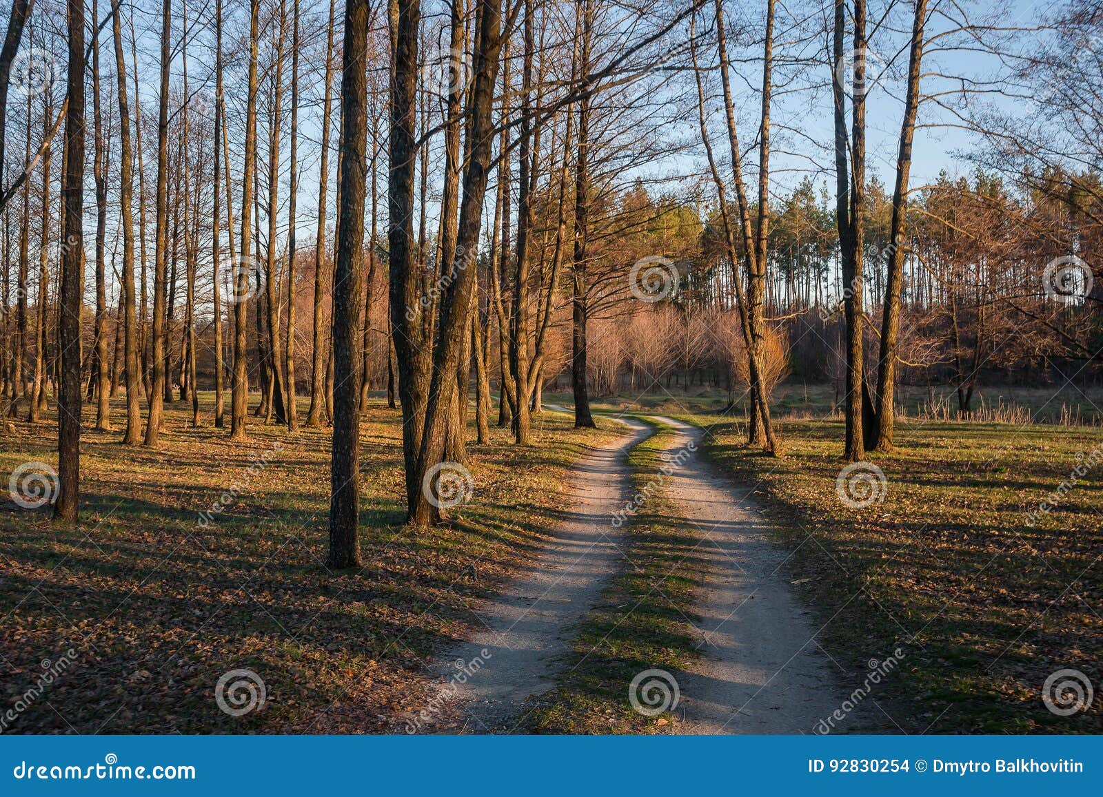 Landscape with Road in Forest Stock Photo - Image of tree, sunlight ...