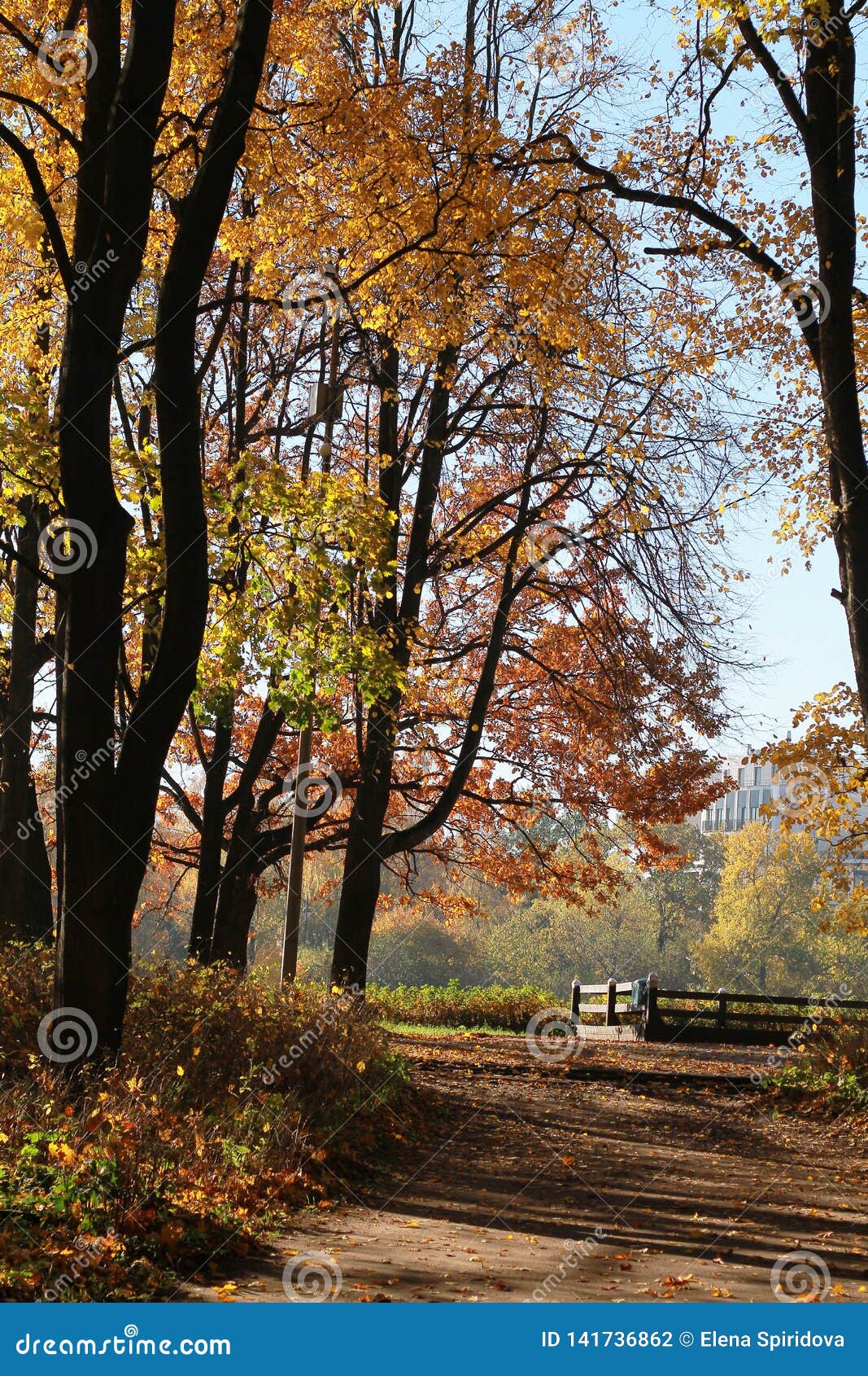 Landscape Road between the Trees in the Park Stock Photo - Image of ...