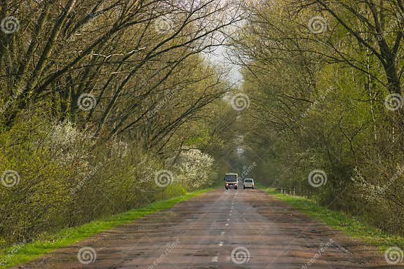 Landscape of Road Under the Trees, Stock Photo - Image of color, field ...