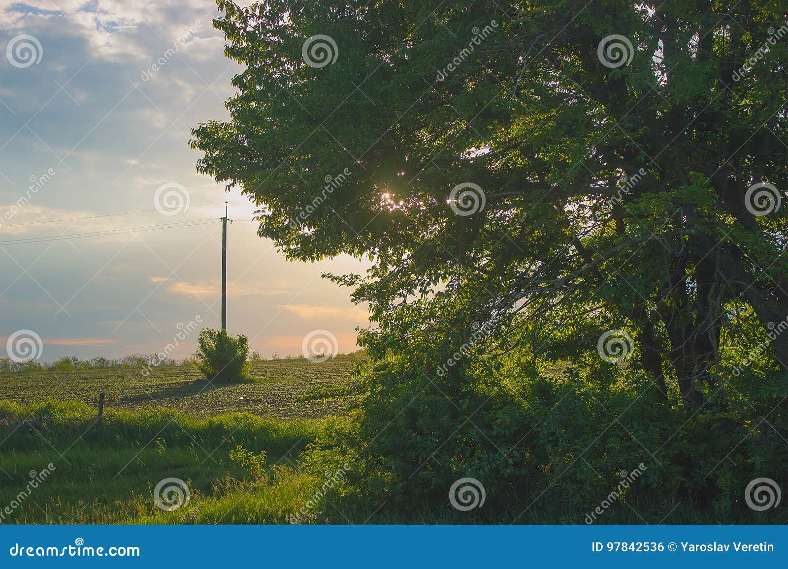 Landscape of Road Under the Trees Stock Photo - Image of nature, beauty ...