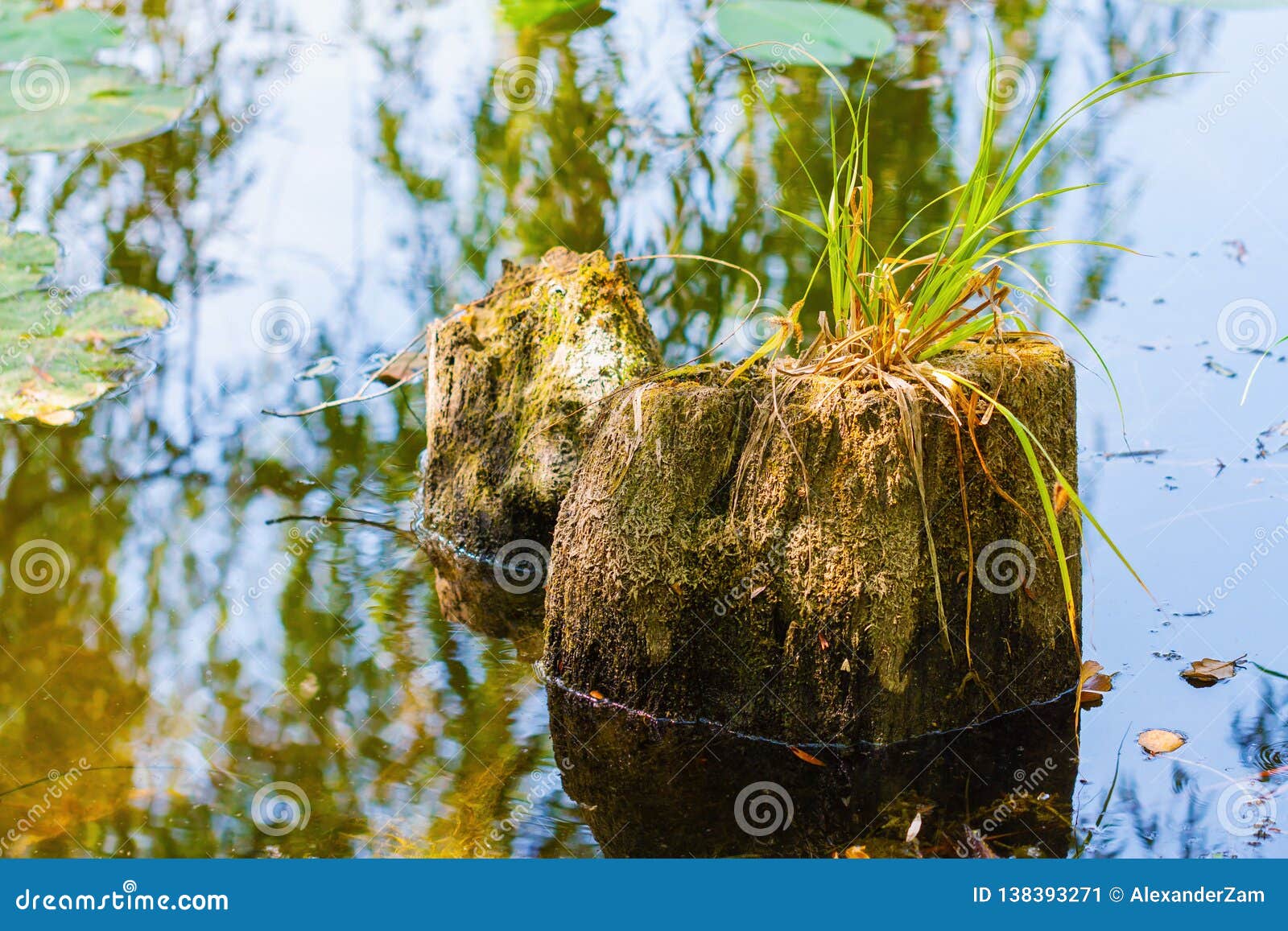 Stumps in the water stock image. Image of stump, rotten - 138393271