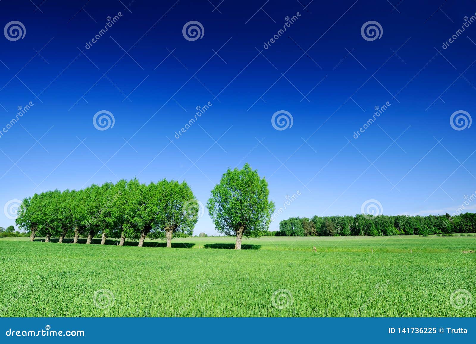 Idyllic View, Row of Trees among Green Fields Stock Image - Image of ...