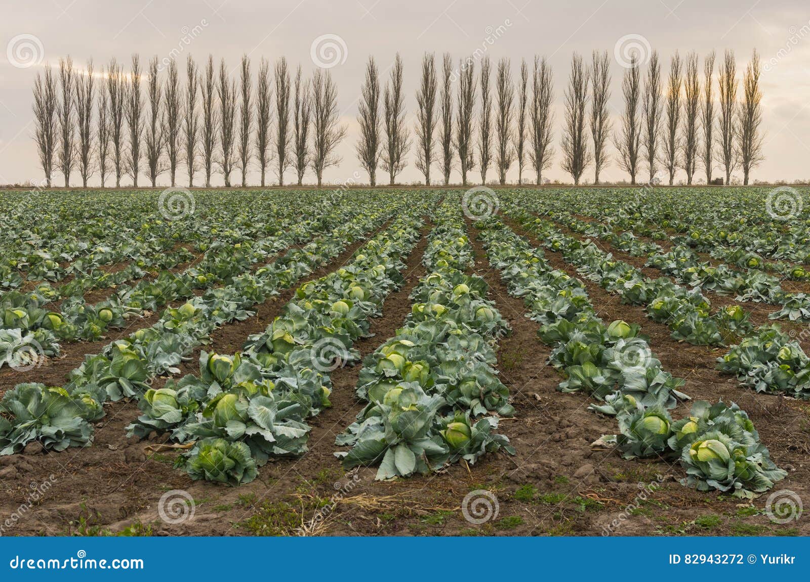 Landscape with Rows of Mature Cabbage Guarding by Row of Lombardy ...