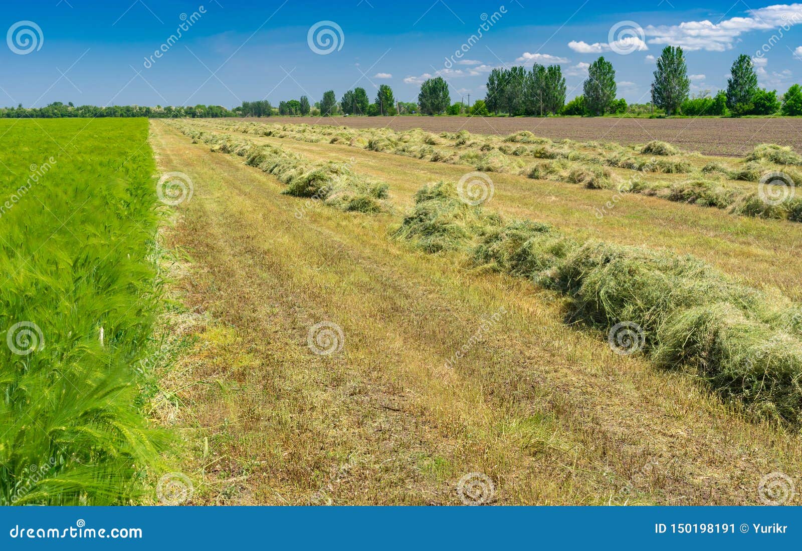 Landscape with Rows of Mown Young Wheat Using As Forage in Central ...