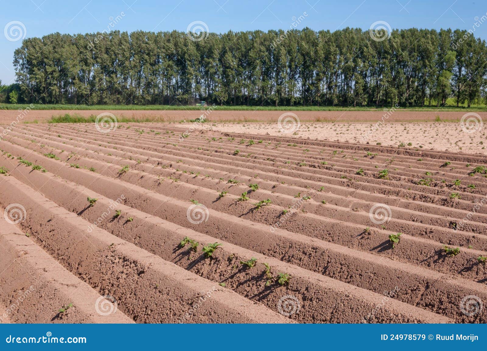 Landscape with Rows of Trees and Potato Plants Stock Image - Image of ...