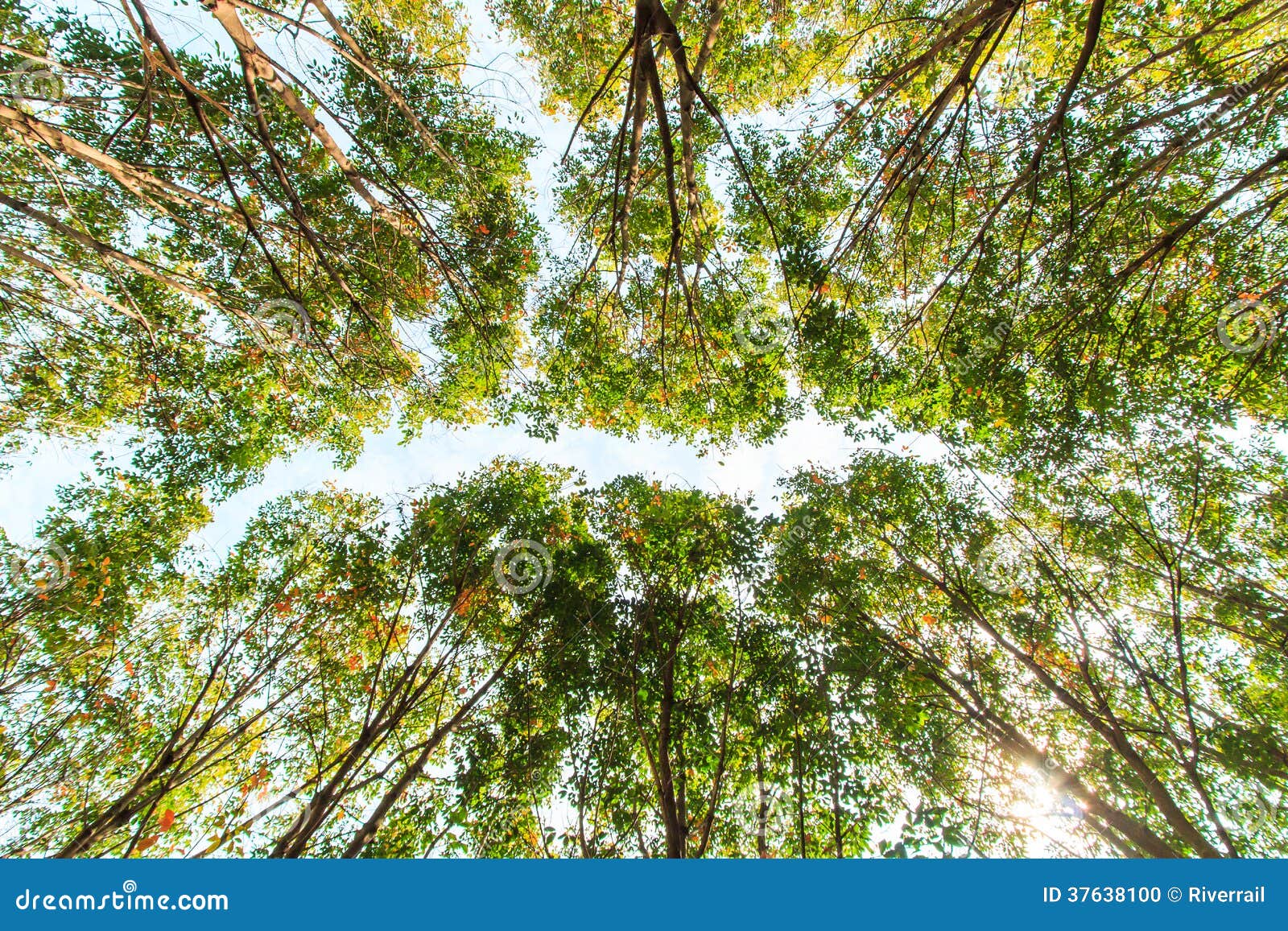 Landscape of rubber trees stock photo. Image of plantation - 37638100