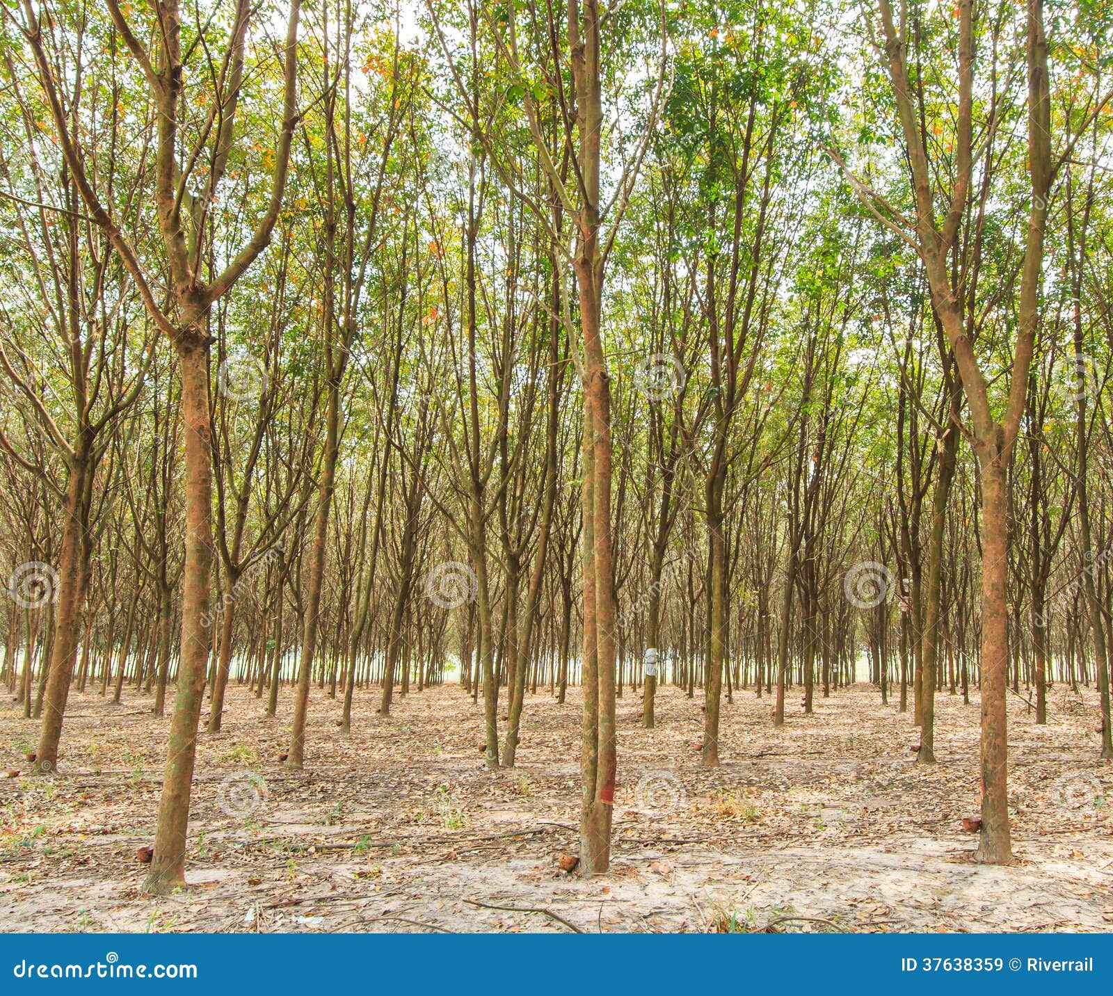 Landscape of rubber trees stock image. Image of horizontal - 37638359