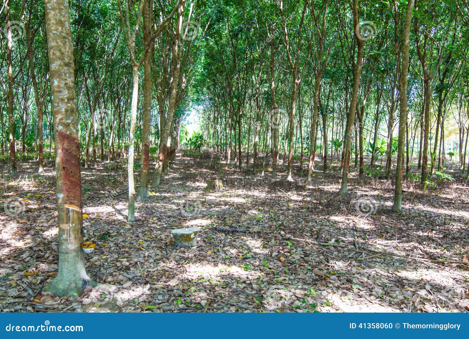 Landscape of rubber trees stock photo. Image of silhouettes - 41358060