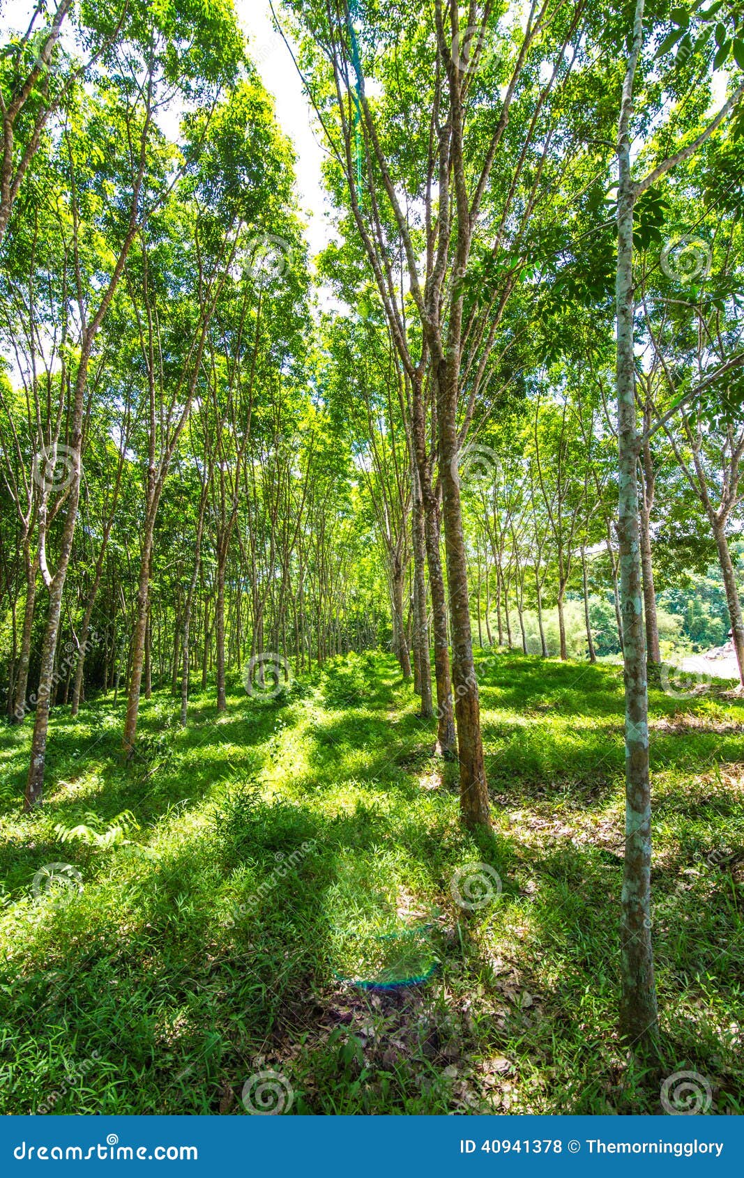 Landscape of rubber trees stock photo. Image of houseplant - 40941378