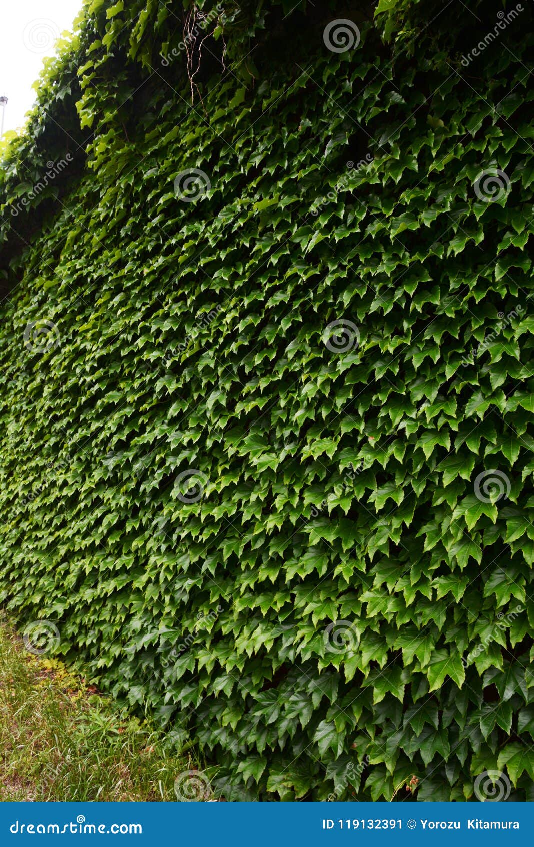 Ivy stock image. Image of nature, garden, texture, plant - 119132391