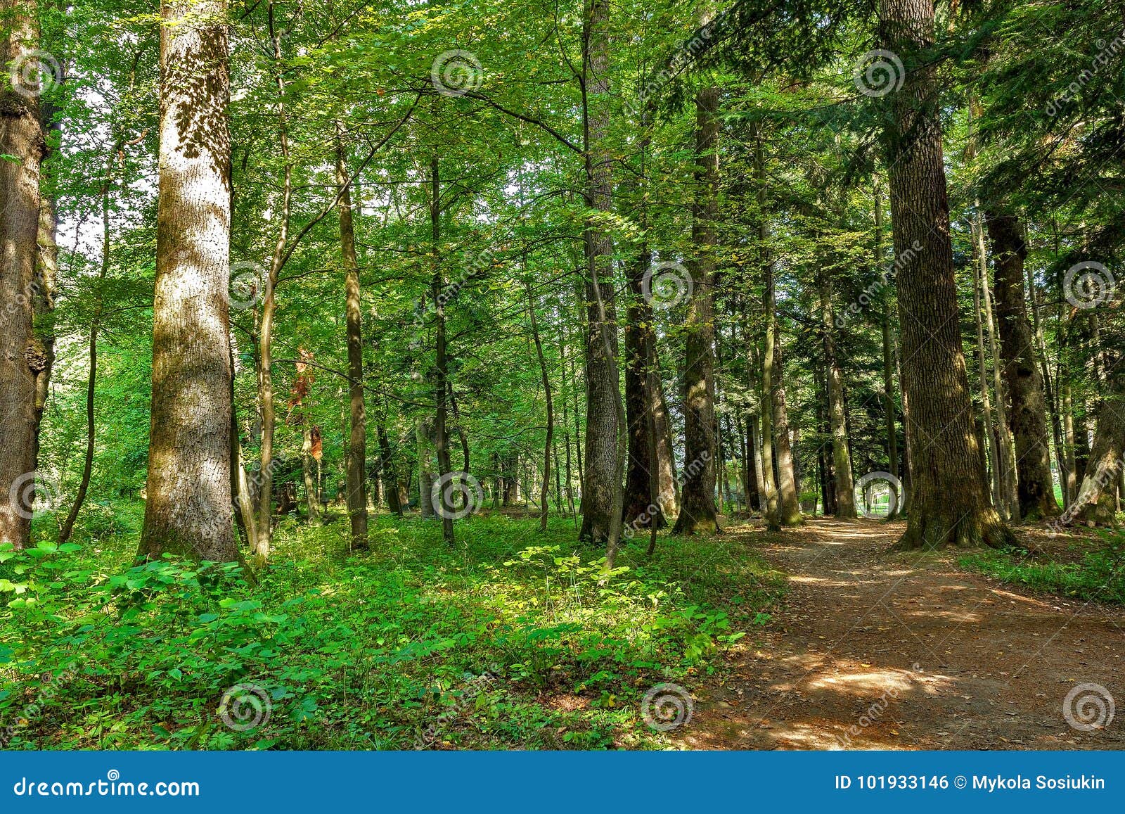Landscape with Rural Roads Fork in Forest Stock Photo - Image of ...