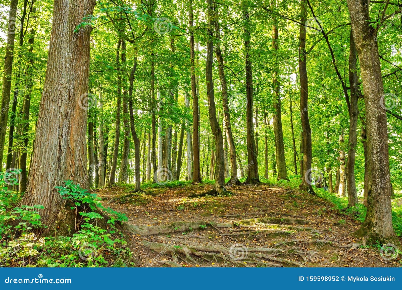Landscape with Rural Roads Fork in Forest Stock Photo - Image of ...