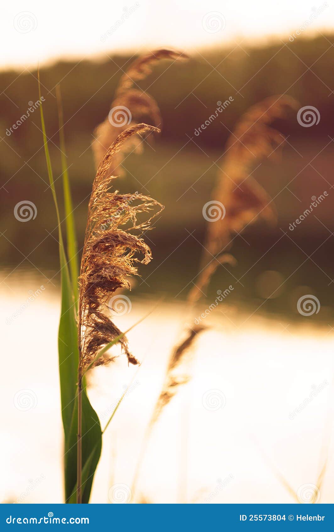 Landscape - Rushes stock photo. Image of straw, rush - 25573804