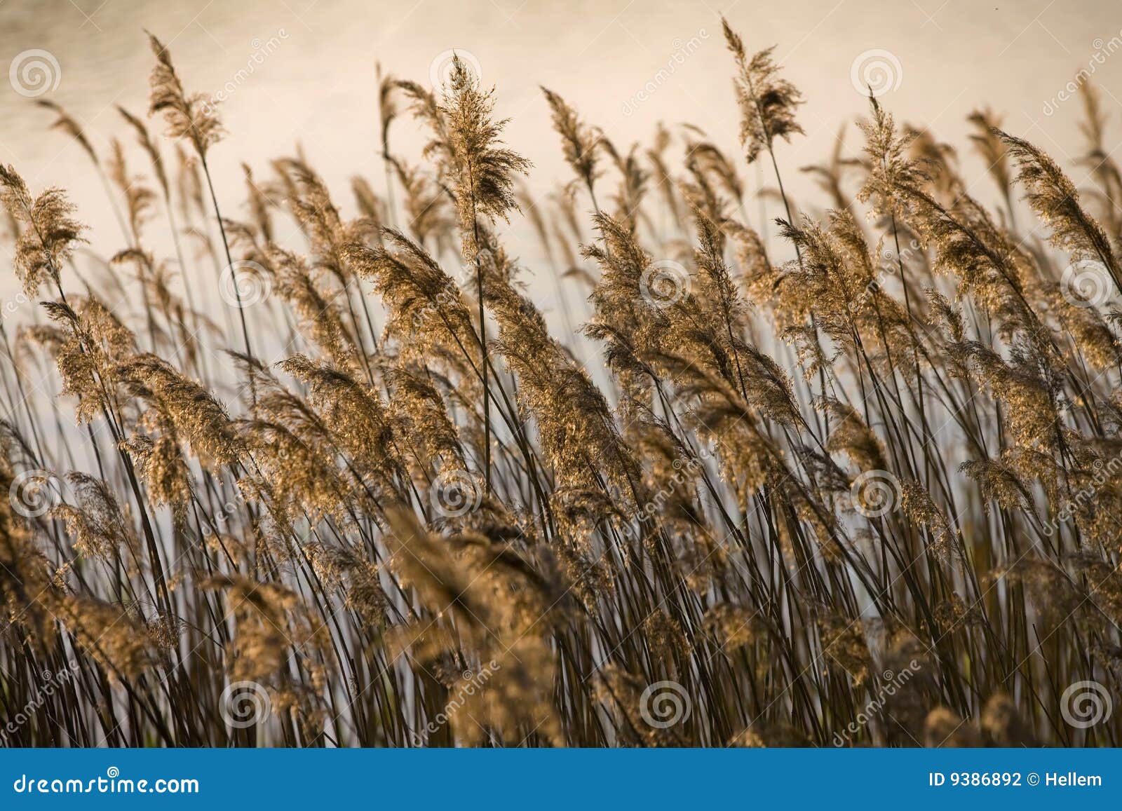 Landscape - Rushes stock photo. Image of reed, bushy, nature - 9386892