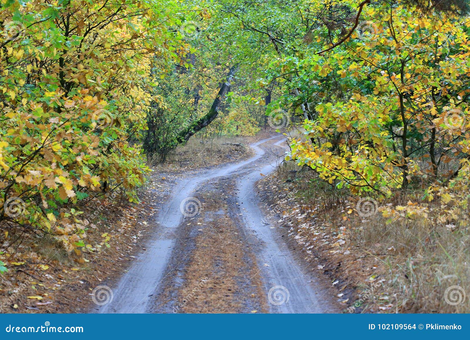 Rut road in autumn forest stock photo. Image of park - 102109564