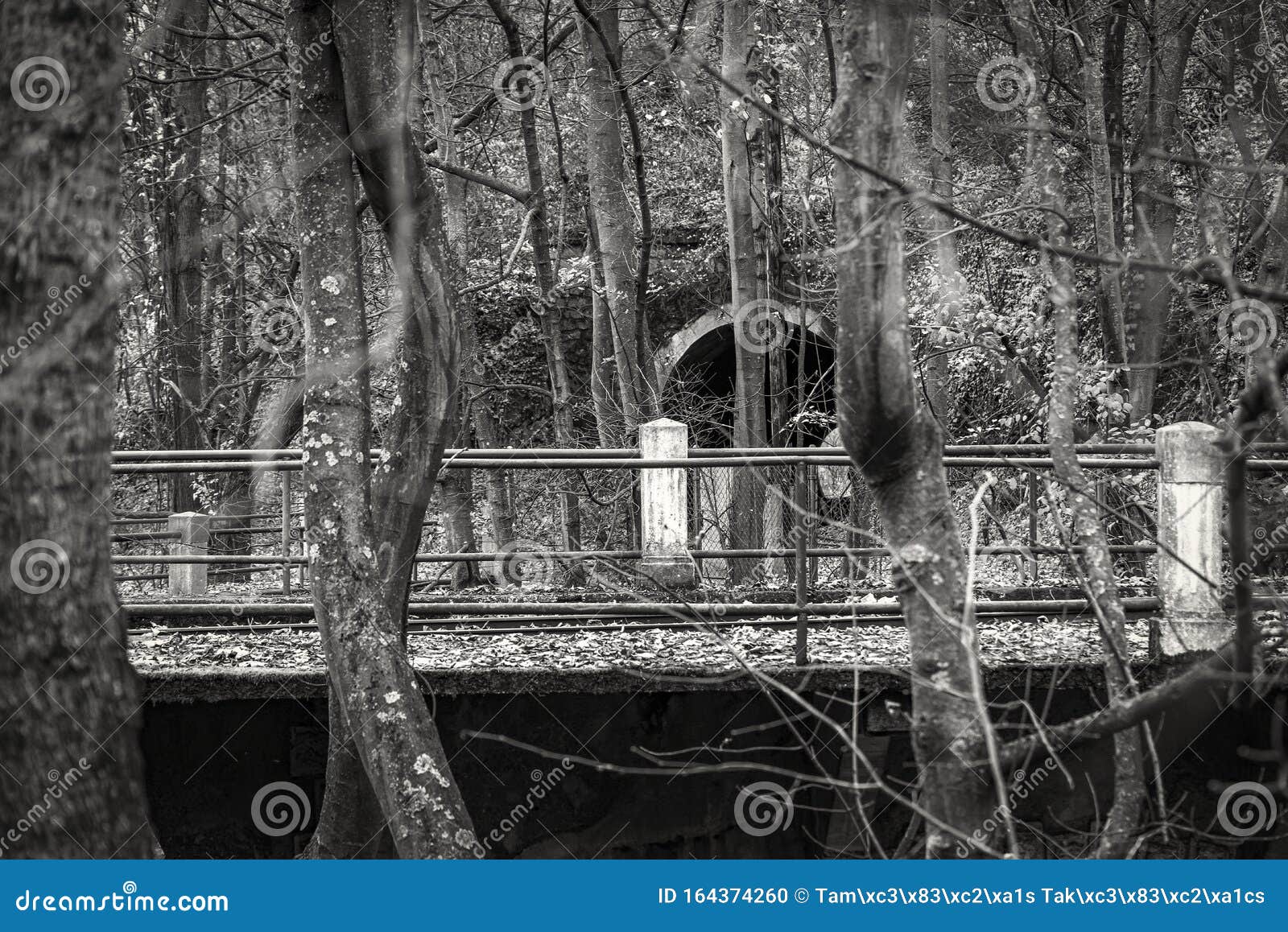 Landscape, Sad Mood, Bridge, Tunnel Stock Photo - Image of trees ...