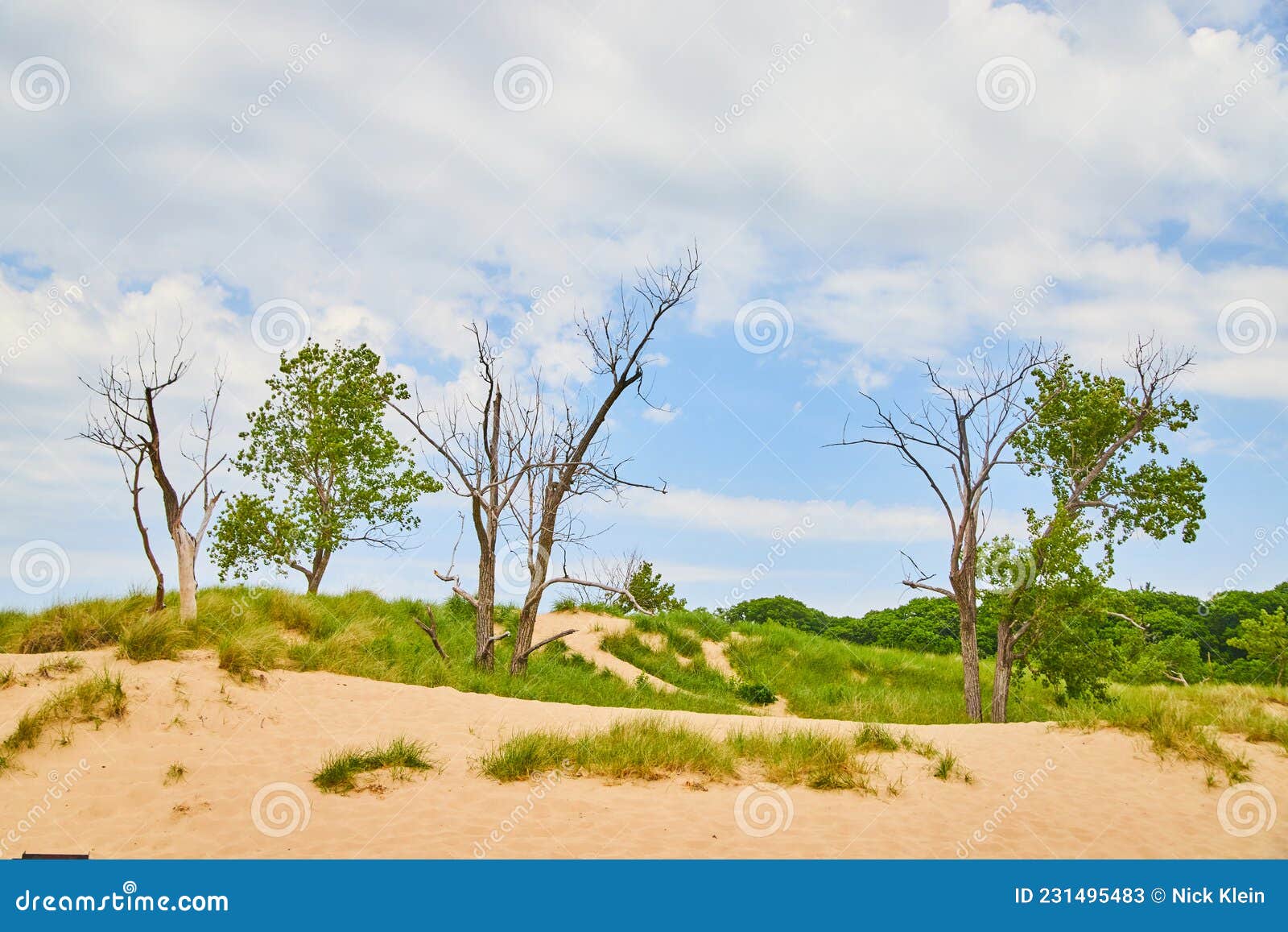 Landscape of Sand Dunes with Sand and Trees Stock Image - Image of ...