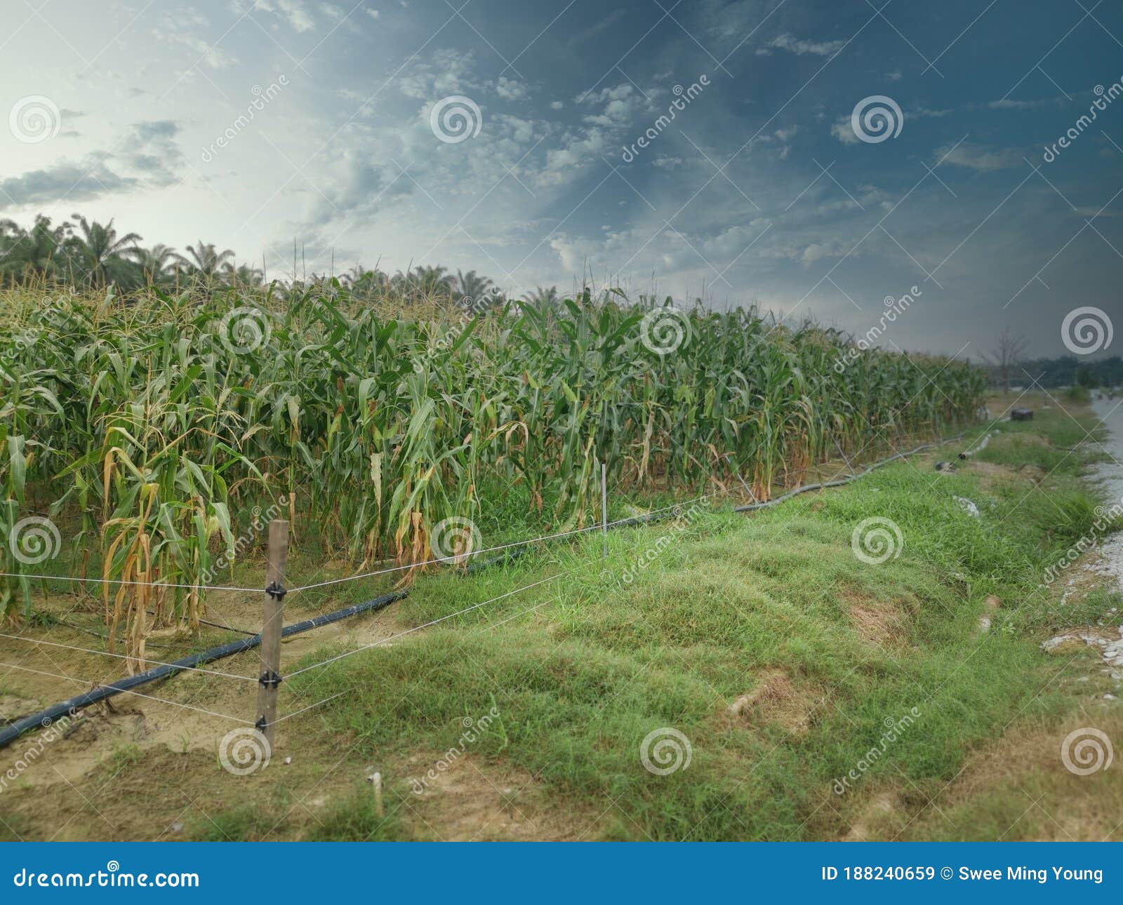 Sweet Corn Growing in the Farm. Stock Image - Image of farming, gold ...