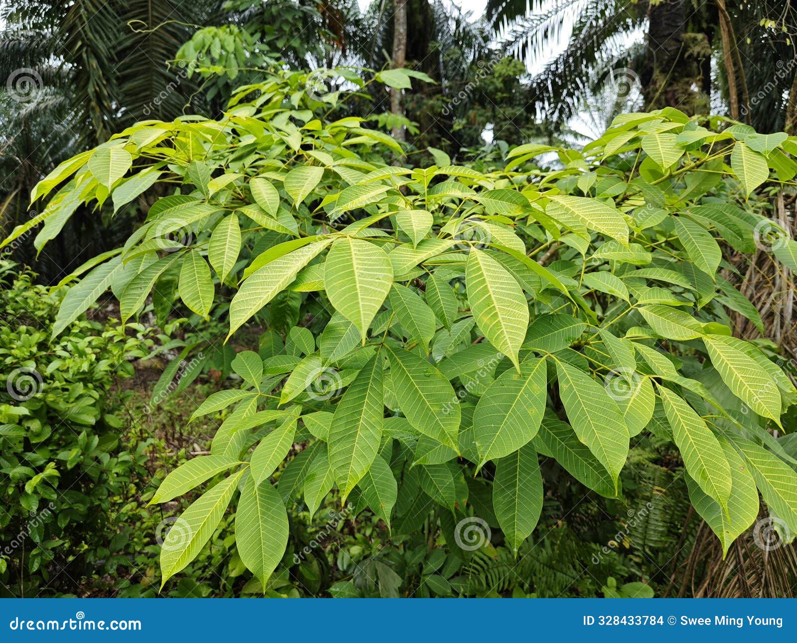 Looking at the Lovely Drooping Branches of Rubber Tree Leaves. Stock ...