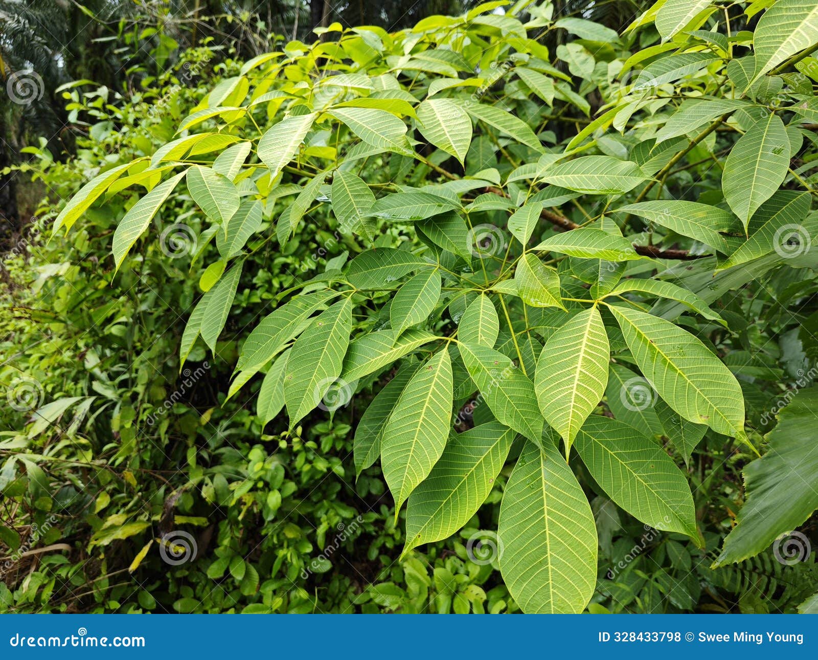 Looking at the Lovely Drooping Branches of Rubber Tree Leaves. Stock ...