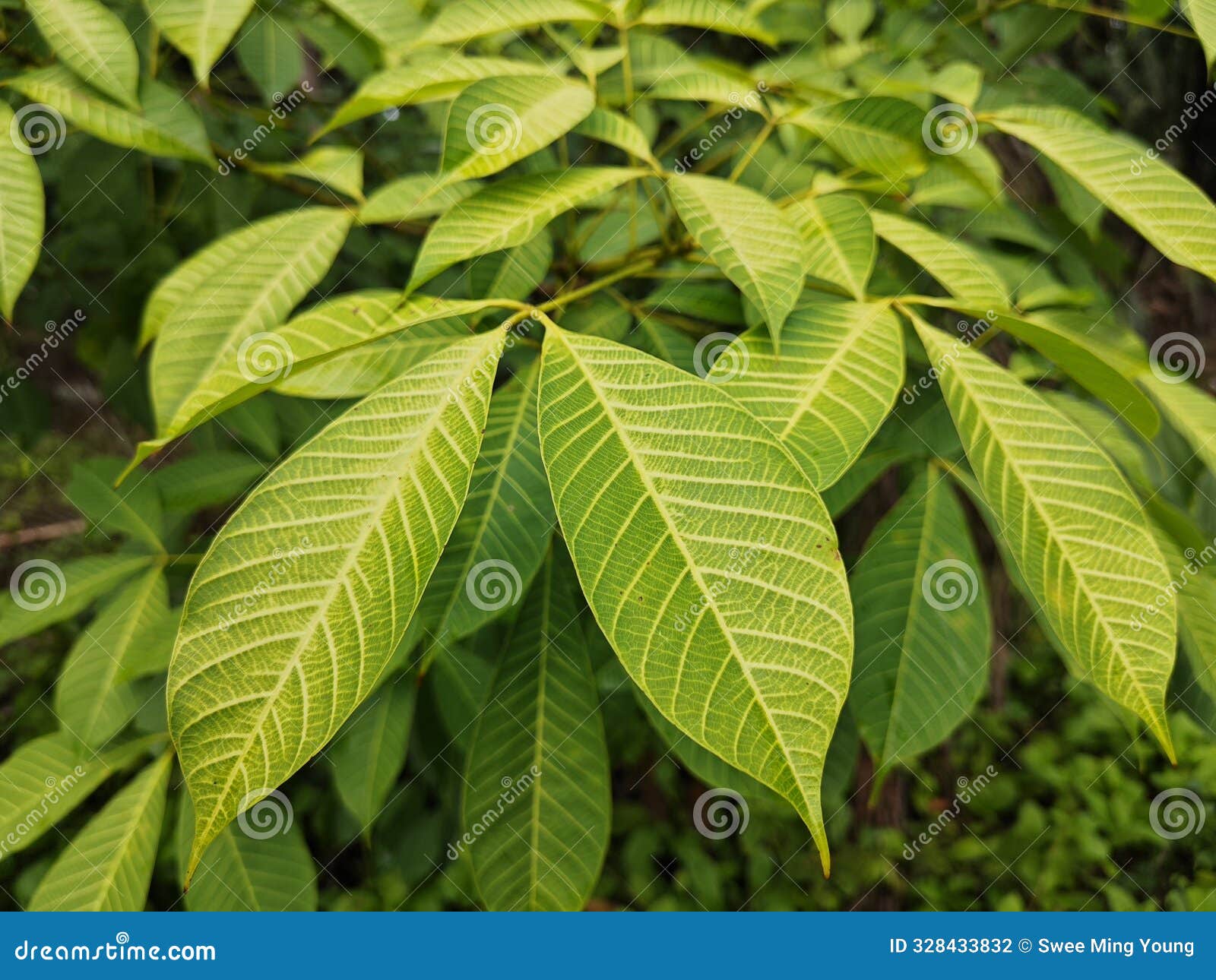 Looking at the Lovely Drooping Branches of Rubber Tree Leaves. Stock ...