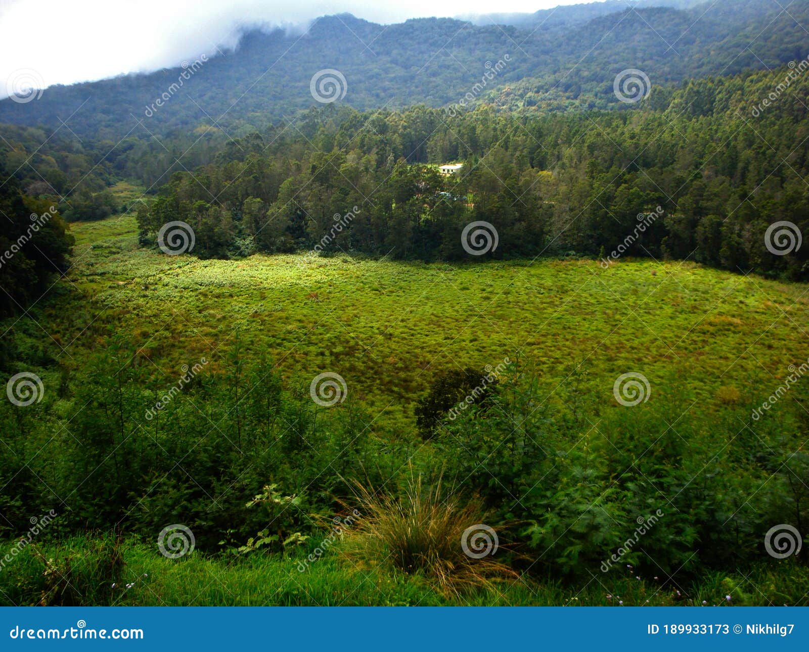 LAndscape Scenery of Green Patch in a Valley in a Forest Stock Image ...
