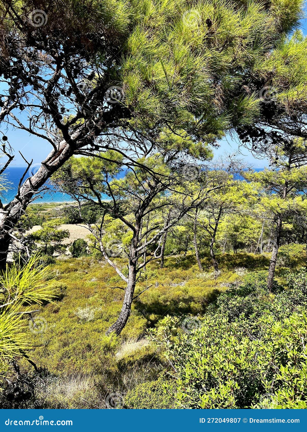 Landscape Scenery with Pine Trees. Stock Image - Image of color, flower ...