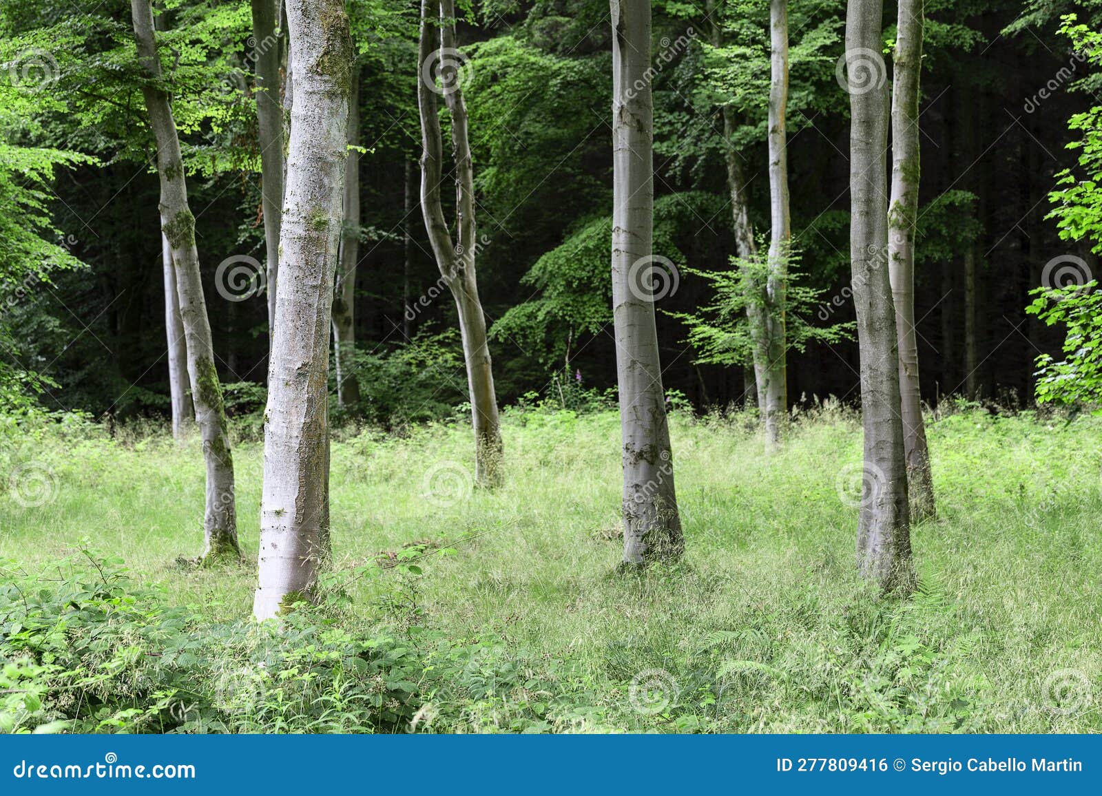 Forest in the Fife region stock photo. Image of flora - 277809416