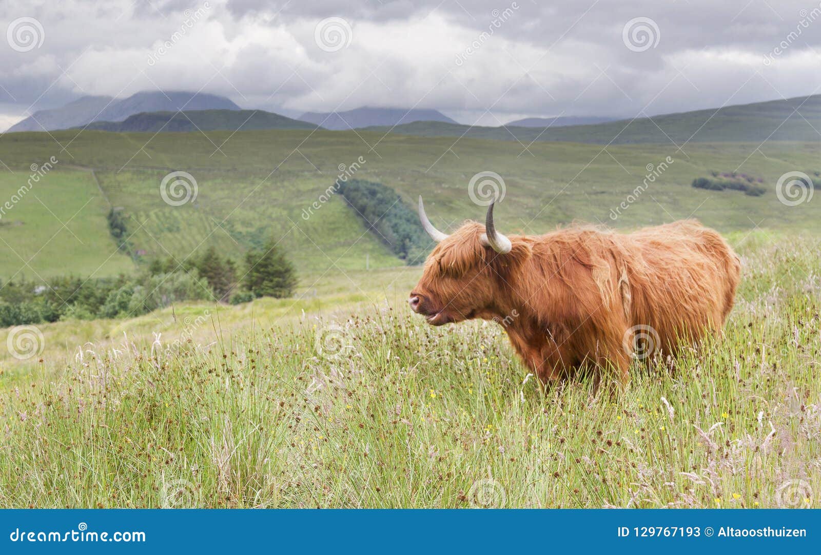 Landscape of the Scottish Highlands with Long Haired Bull in Green ...