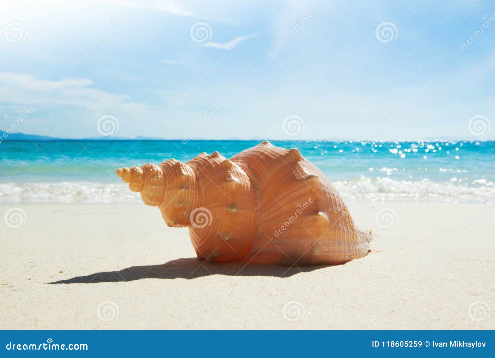 Shell on tropical beach stock image. Image of marine - 118605259
