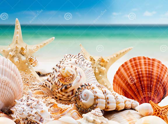 Landscape with Seashells on Tropical Beach Stock Photo - Image of ...