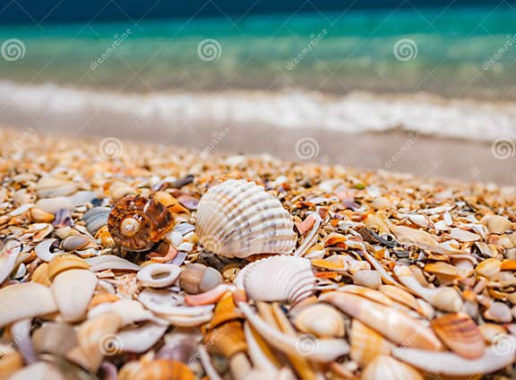 Landscape with Seashells on Tropical Beach Stock Photo - Image of ...