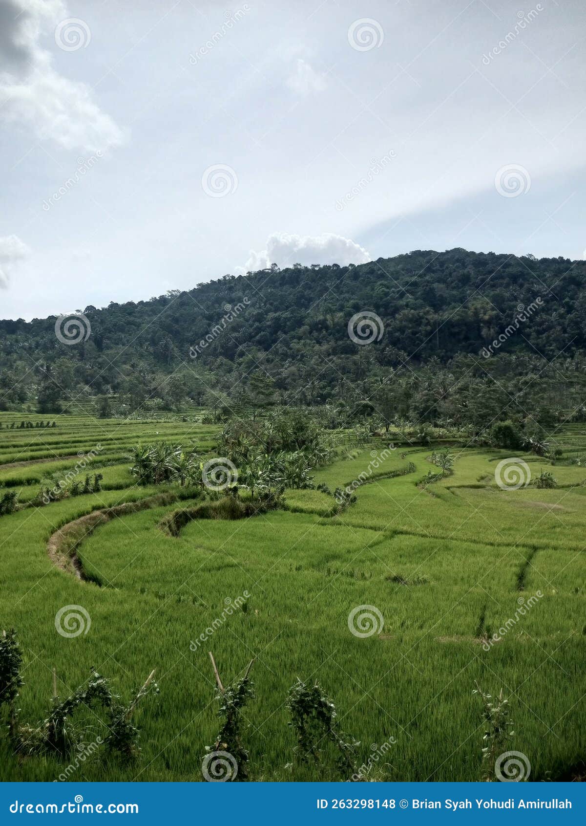 Landscape Semarang Village Indonesia Stock Photo - Image of flower ...