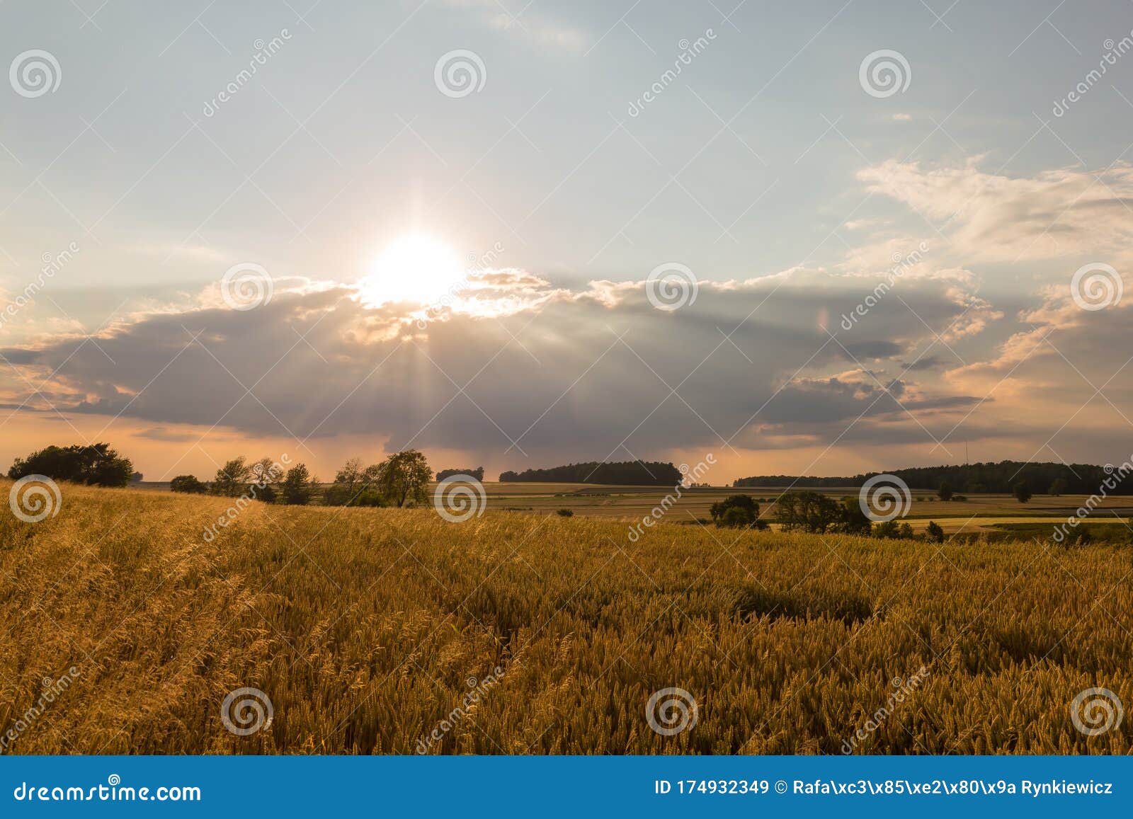 Landscape with the Setting Sun Over a Field of Grain Stock Image ...