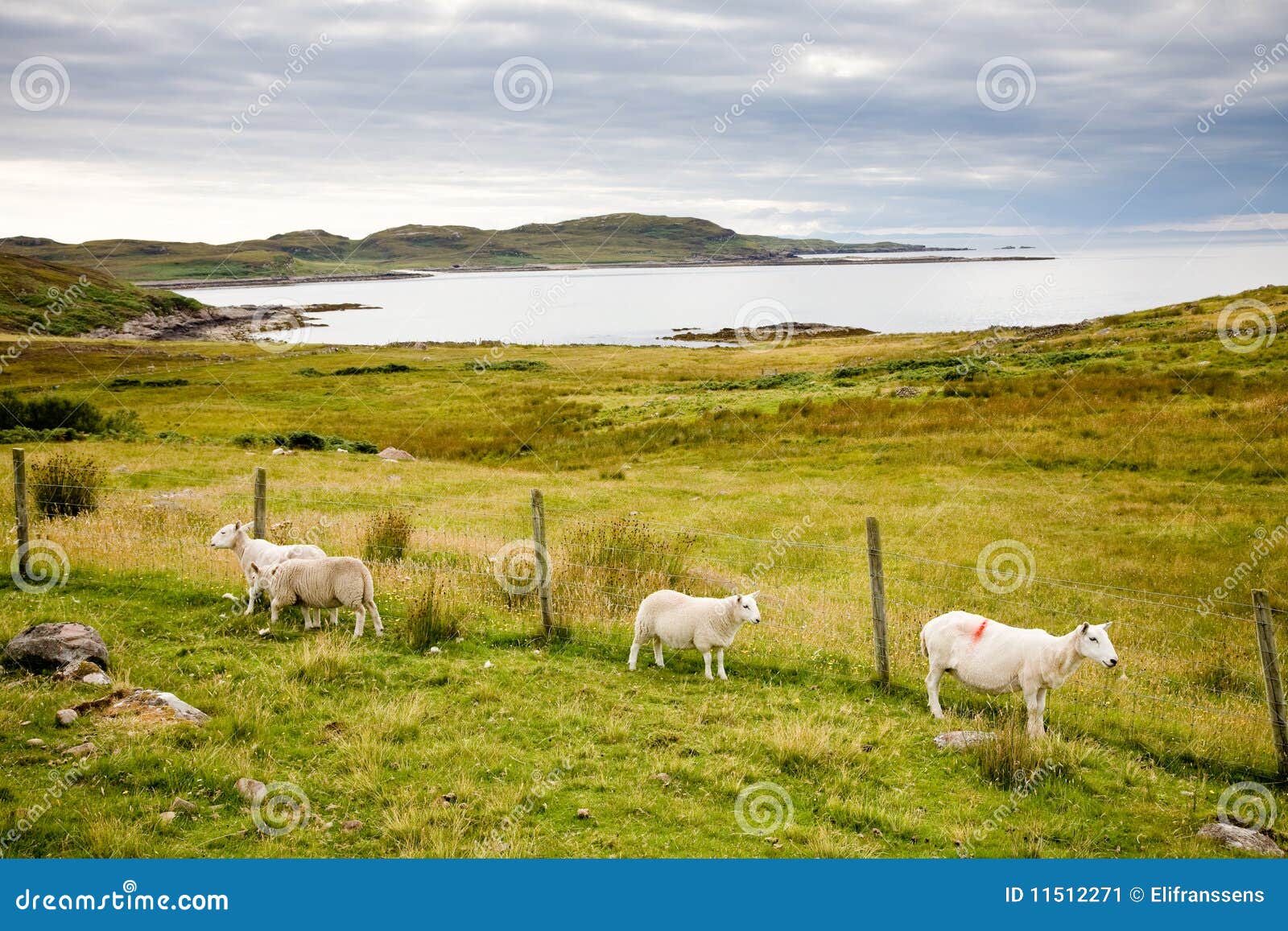 Landscape with Sheep, Scotland Stock Image - Image of scenics, summer ...