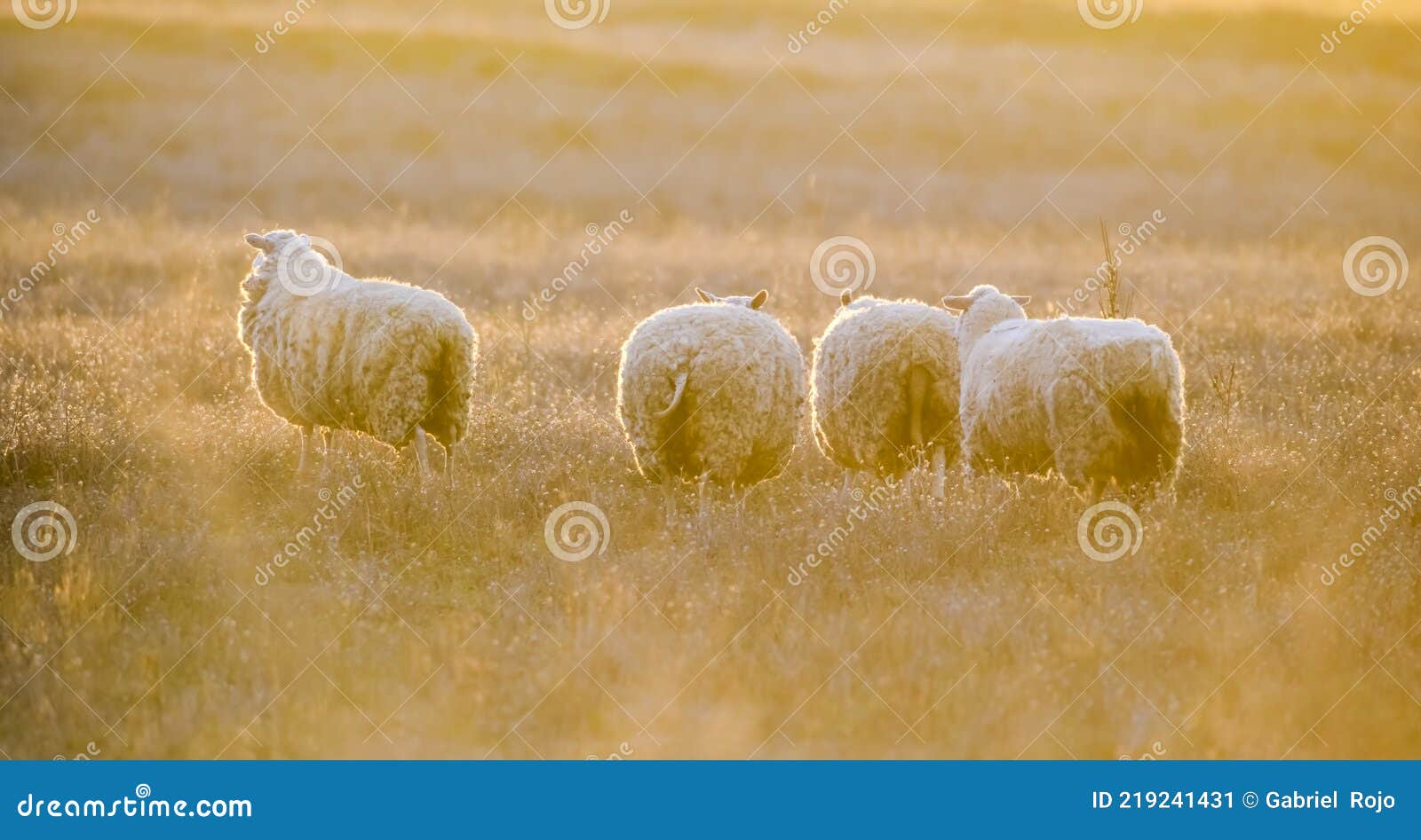 Landscape with sheep stock image. Image of animal, landscape - 219241431