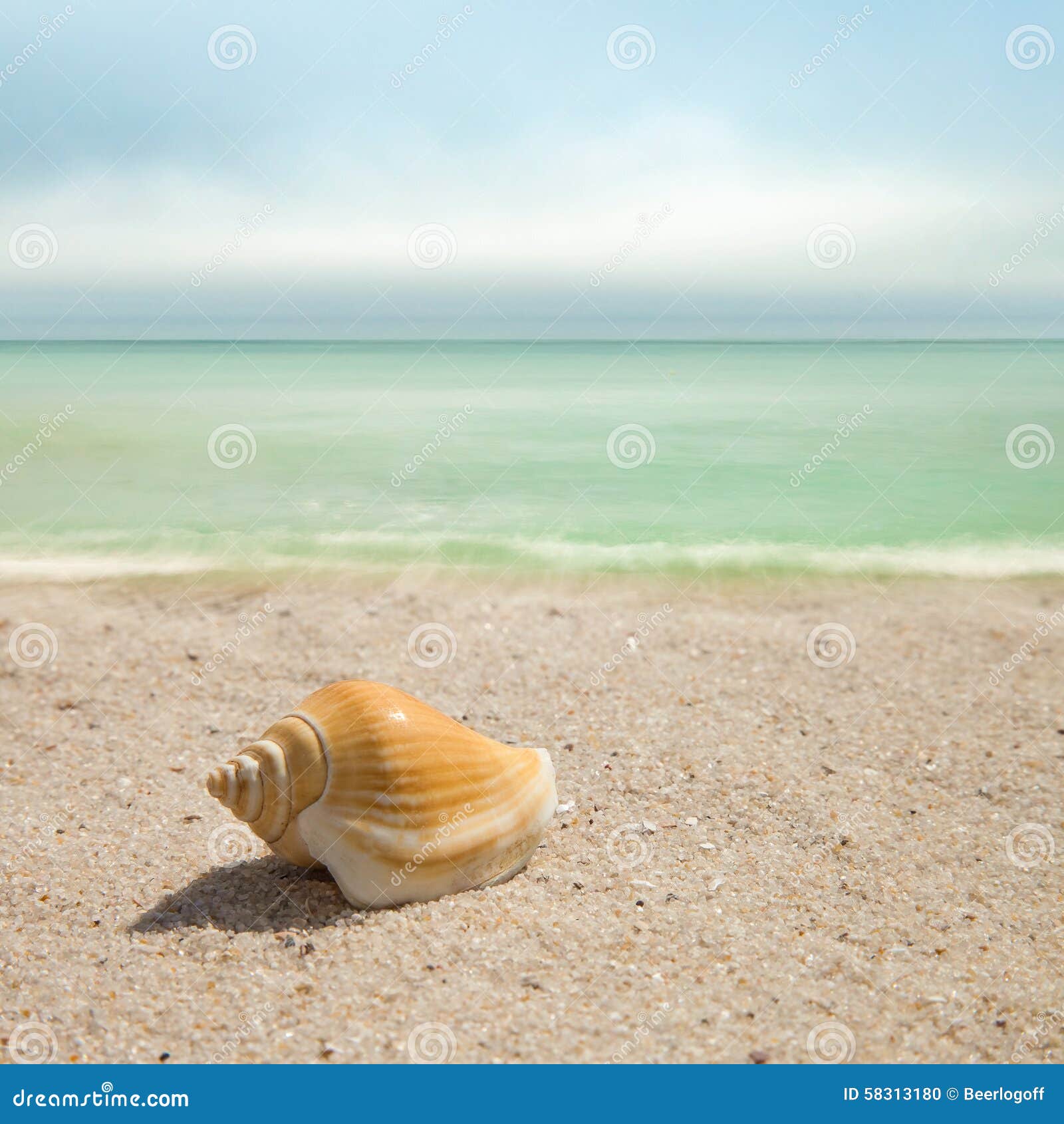Landscape with Shells on Sandy Beach Stock Photo - Image of ocean ...
