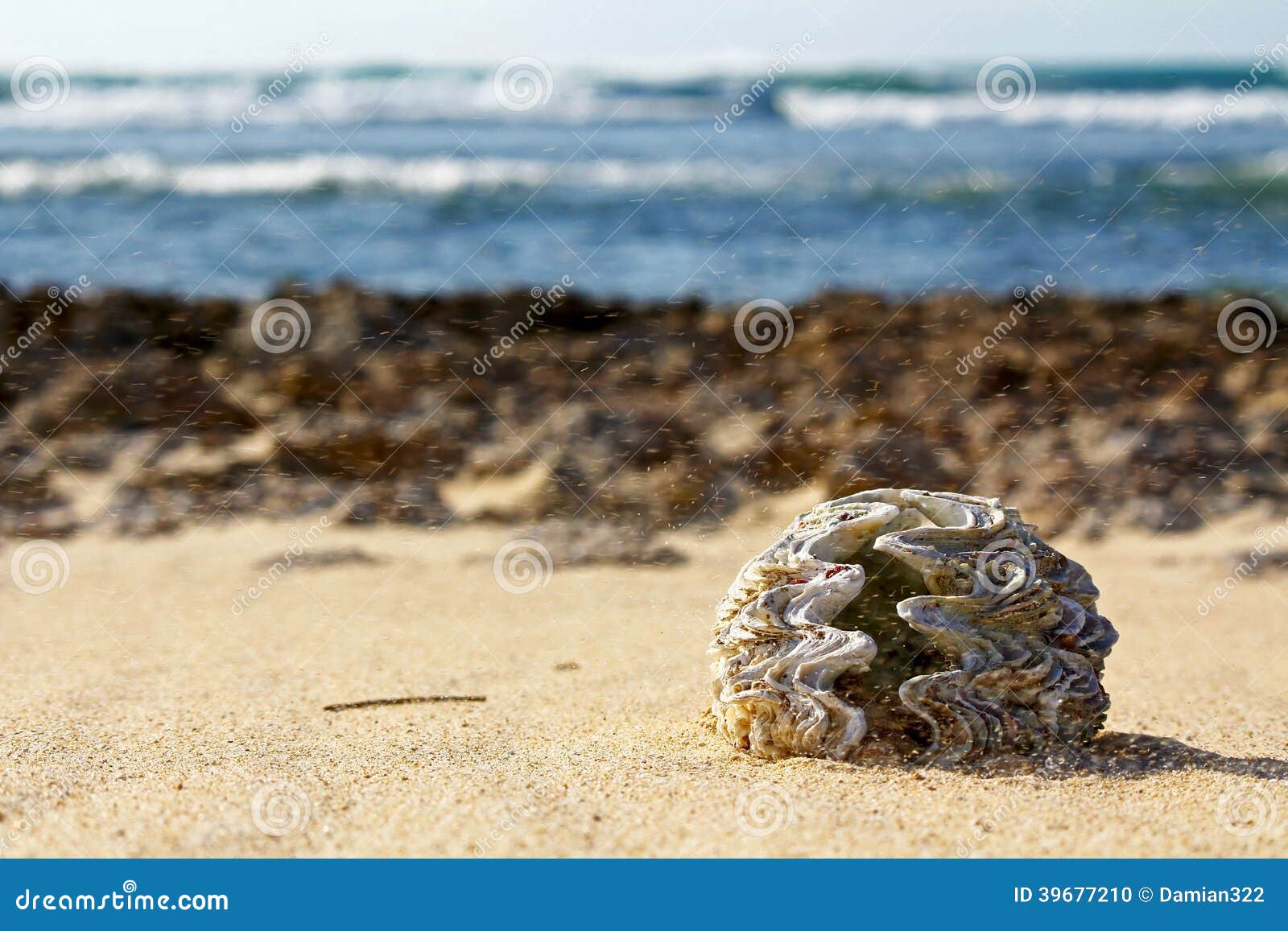 Landscape with Shells on Tropical Beach Stock Photo - Image of mexico ...