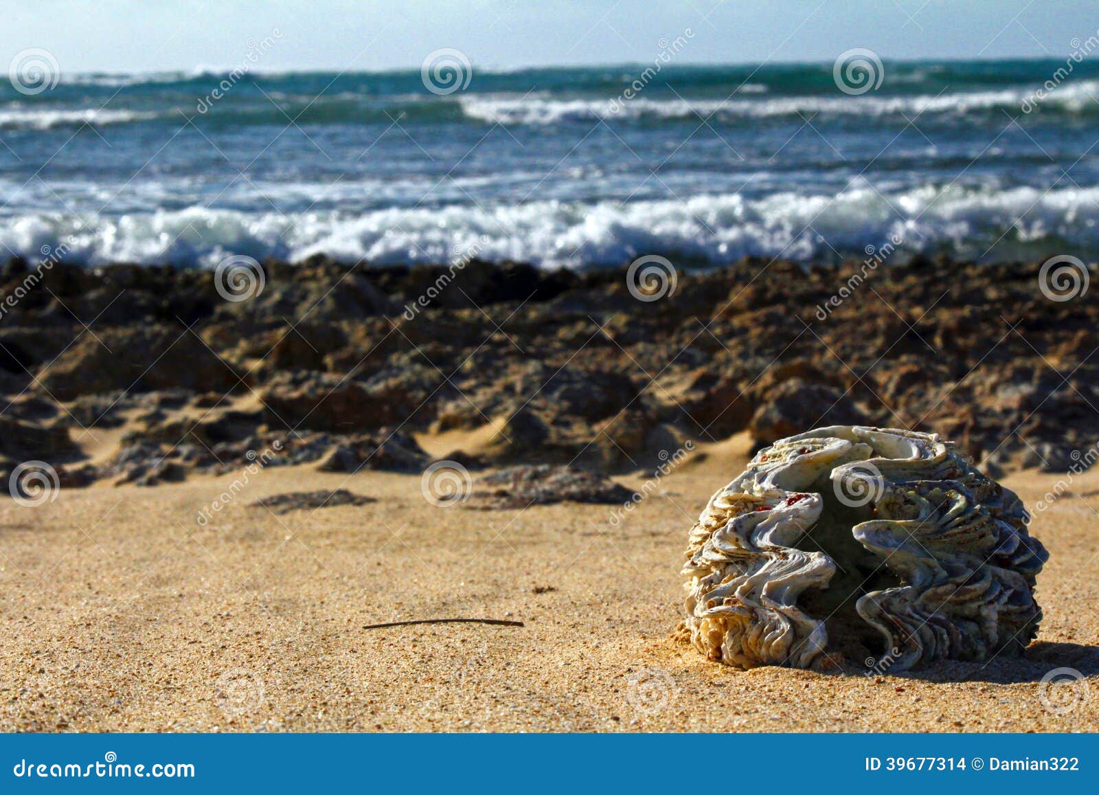 Landscape with Shells on Tropical Beach Stock Photo - Image of climate ...