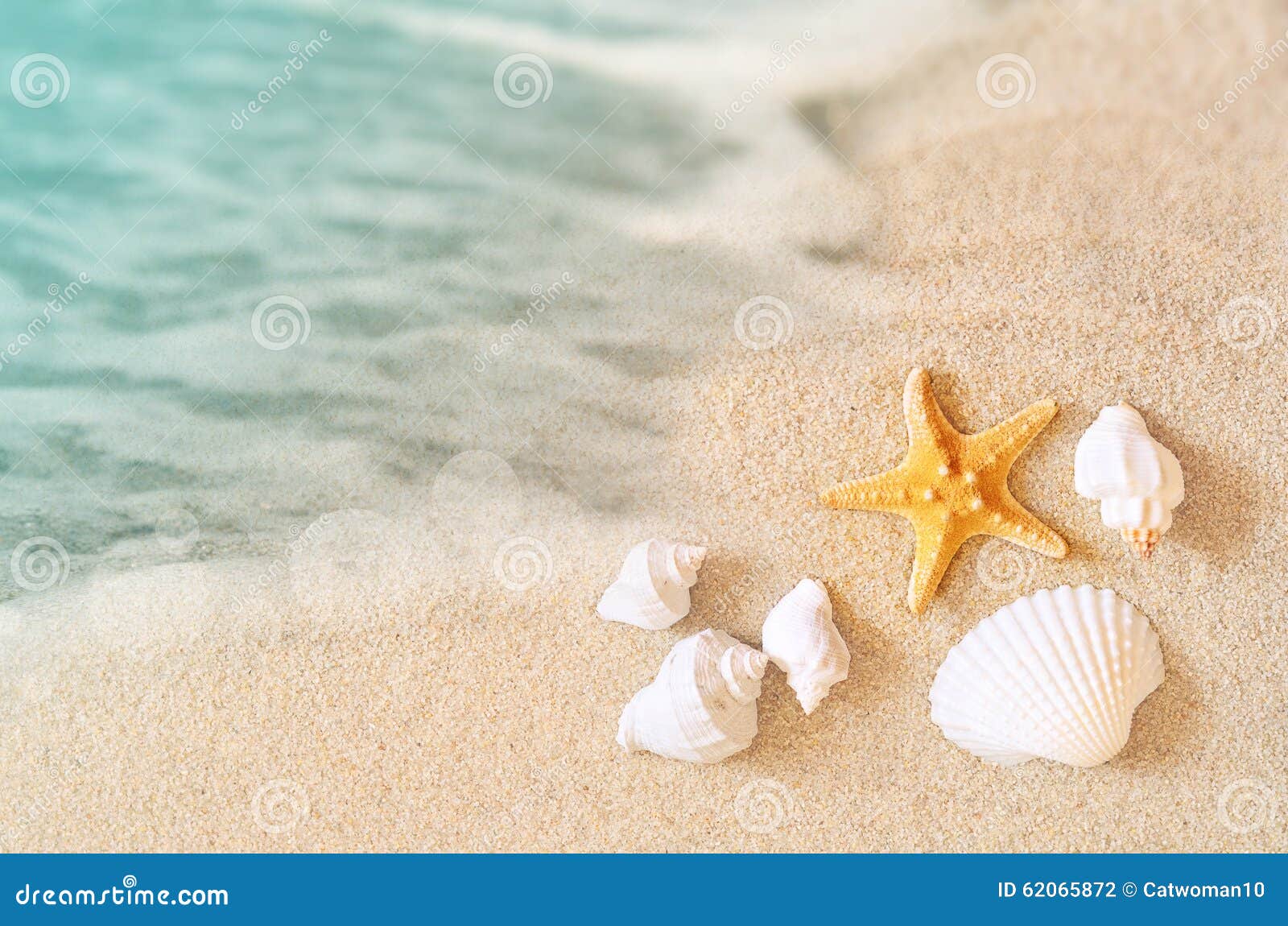 Landscape with Shells on Tropical Beach Stock Photo - Image of pacific ...