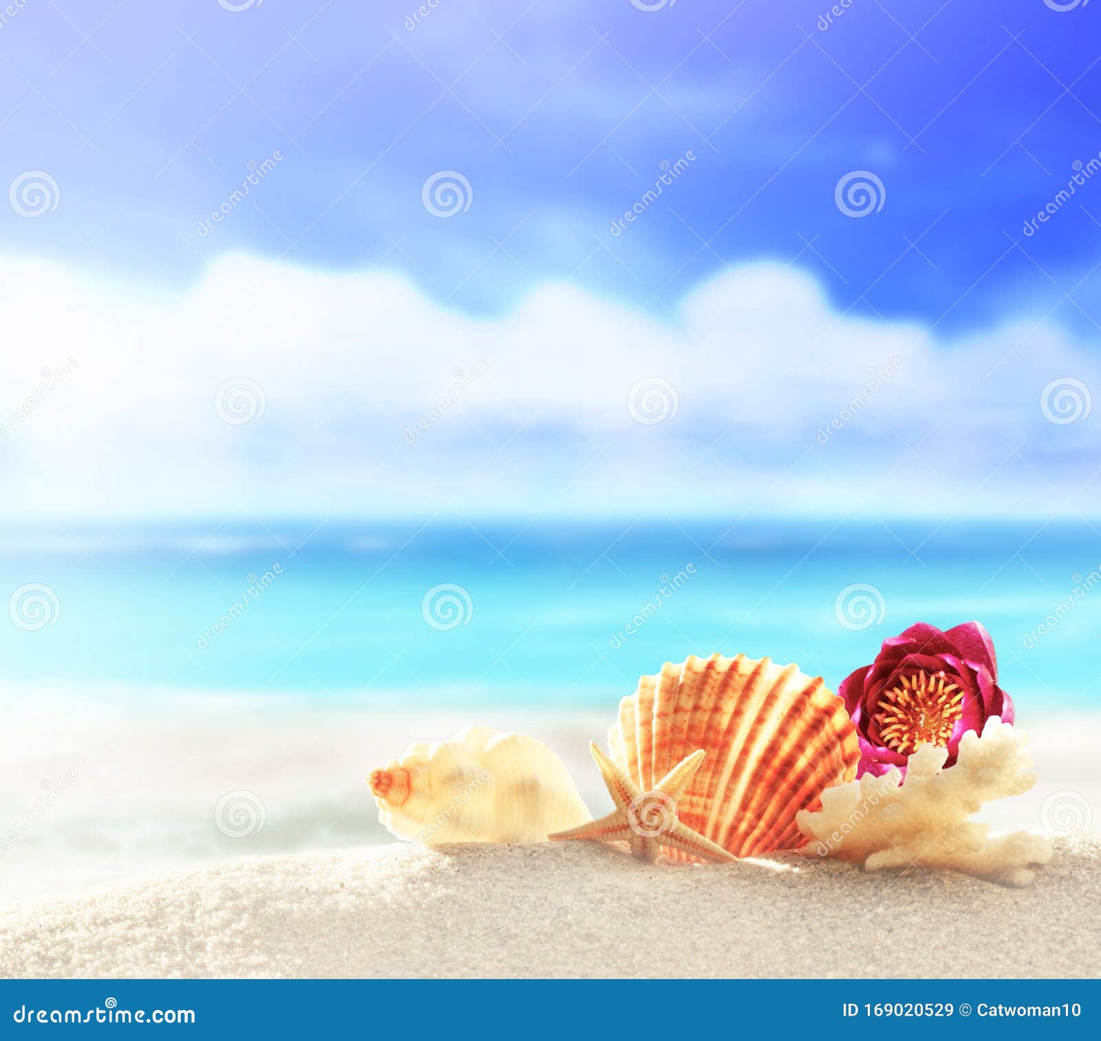 Landscape with Shells on Tropical Beach. Summer Concept. Stock Image ...