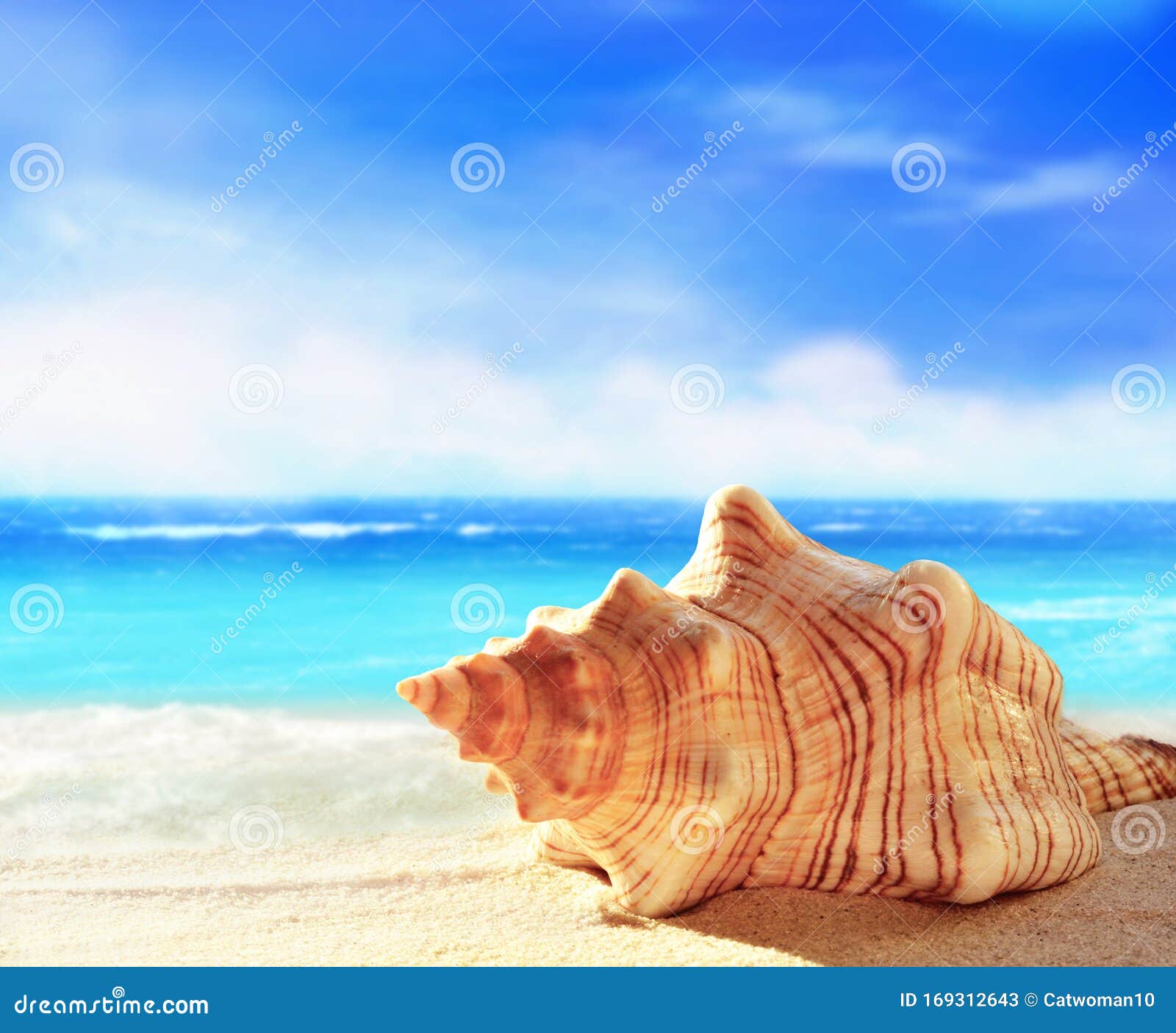 Landscape with Shells on Tropical Beach. Summer Concept Stock Image ...