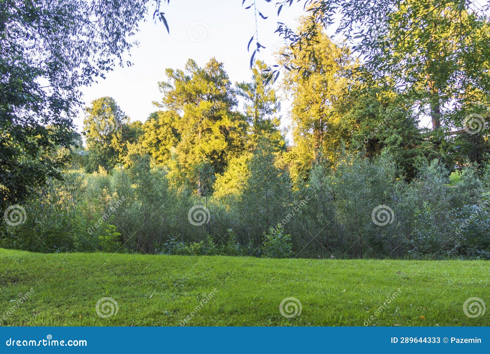 Landscape Shot of the Forest. Nature Stock Image - Image of beautiful ...