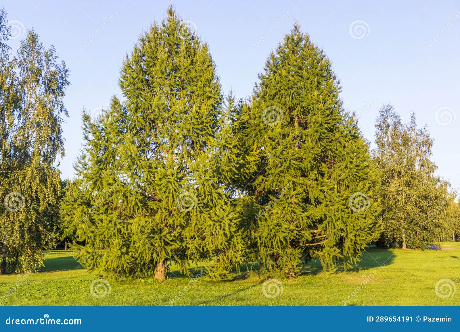 Landscape Shot of the Forest. Nature Stock Image - Image of sunlight ...