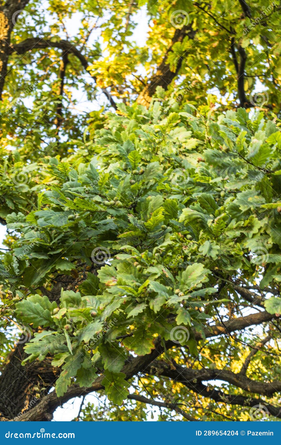 Landscape Shot of the Forest. Nature Stock Photo - Image of leaves ...