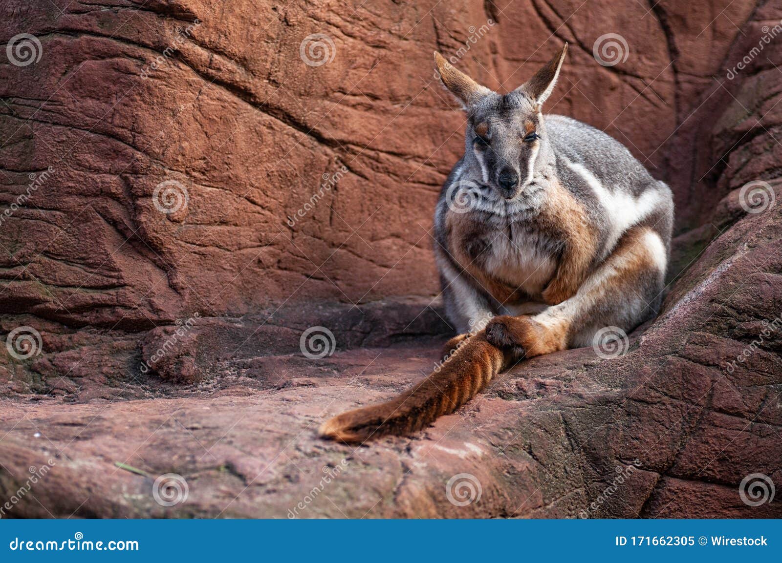 Landscape Shot of a Kangaroo Resting on a Huge Boulder Stock Image ...