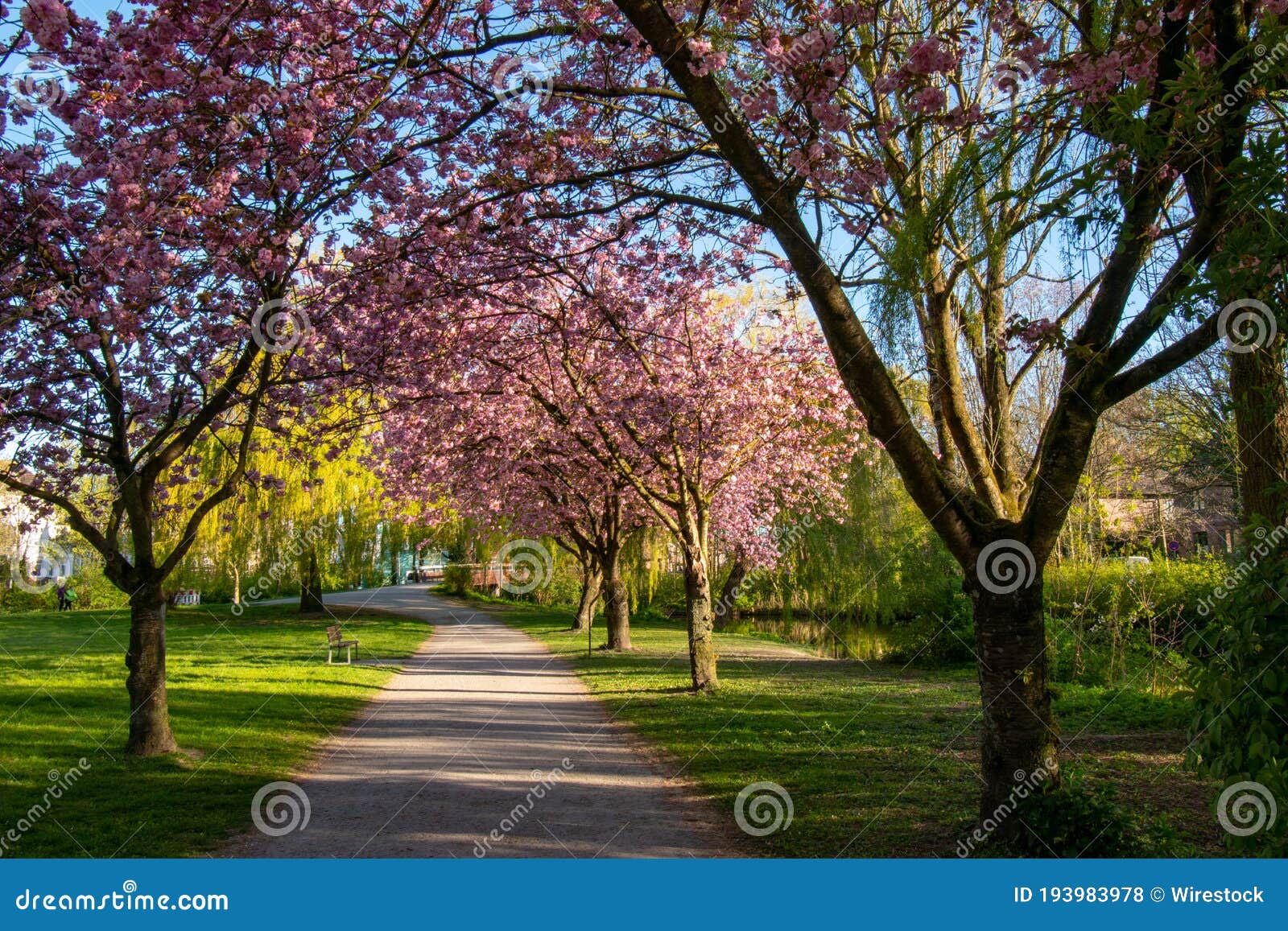 Landscape Shot of a Park of Cherry Blossom Trees Stock Photo - Image of ...