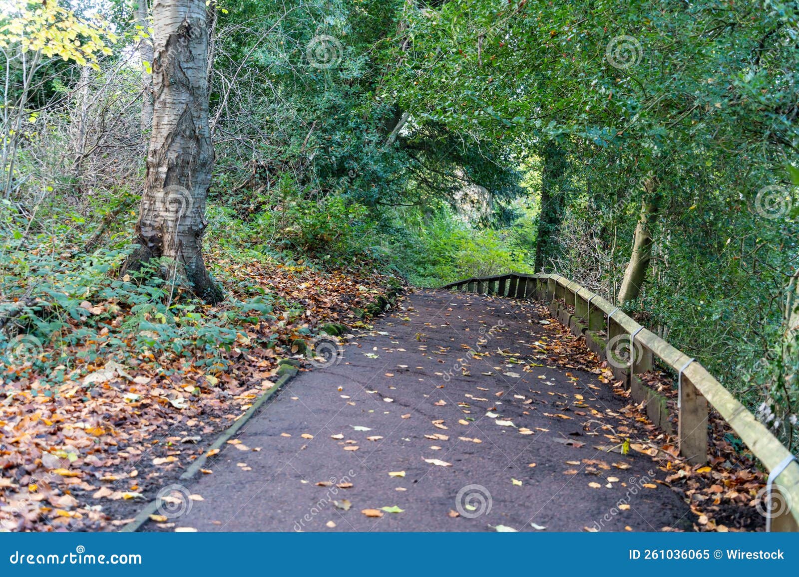 Landscape Shot of a Path in the Woodland Surrounded by Lush Greenery in ...