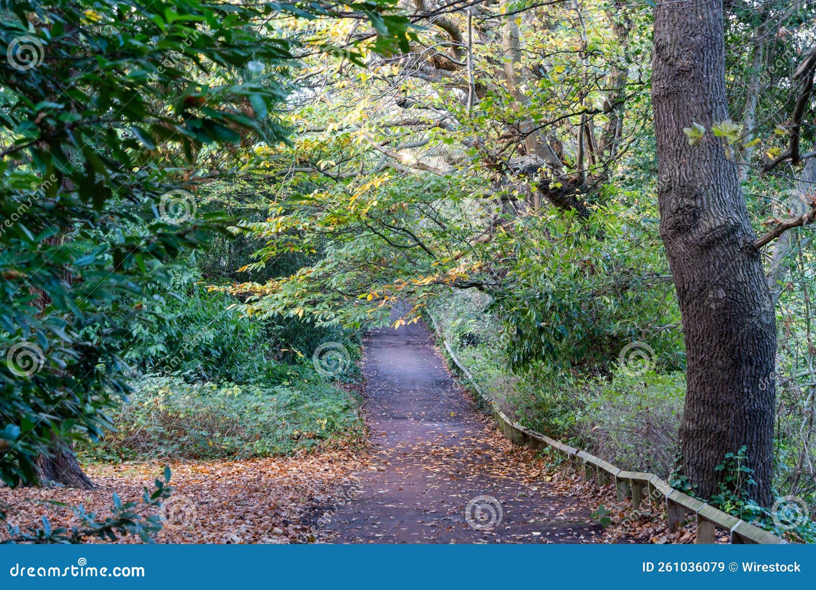 Landscape Shot of a Path in the Woodland Surrounded by Lush Greenery in ...